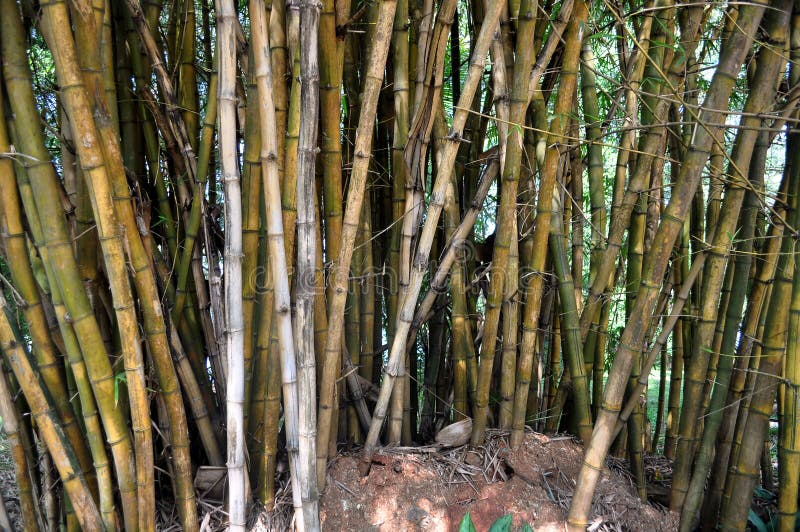Cluster of Bamboo Plants stock image. Image of trees - 128472791