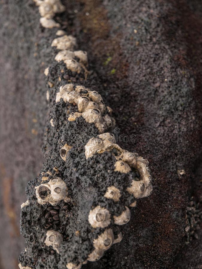 Cluster of Barnacles and Muscles Attached To a Rock during Low Tide at ...