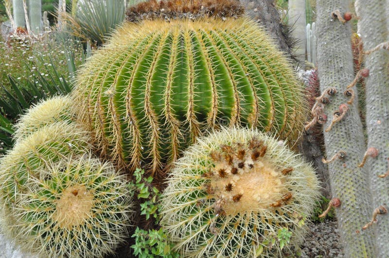 Barrel Cacti, Ferocactus, Fierce Cactus Stock Image - Image of spines ...