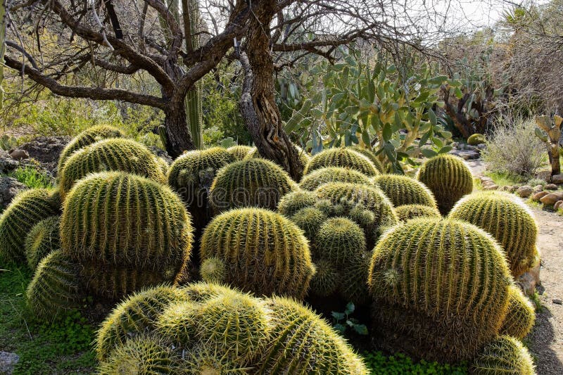 A Cluster of Barrel Cactus . Stock Photo - Image of flora, nature ...