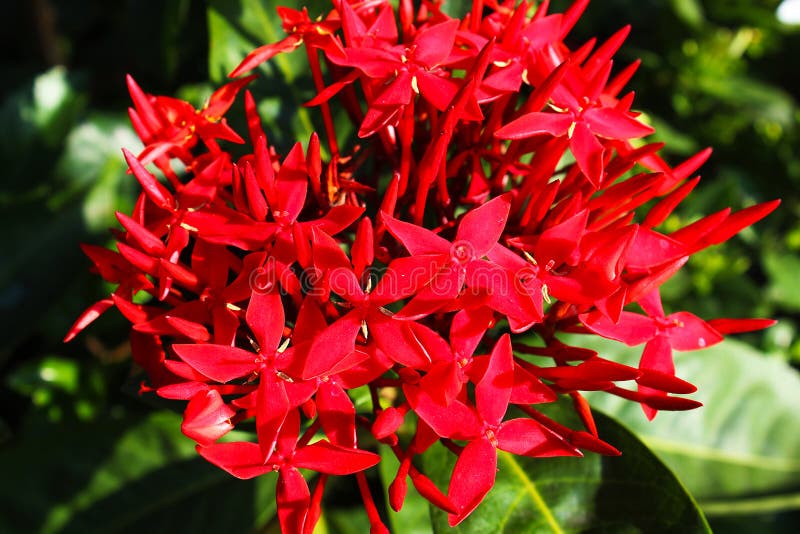 A Cluster of Beautiful Red Needle Flower Stock Photo - Image of color ...
