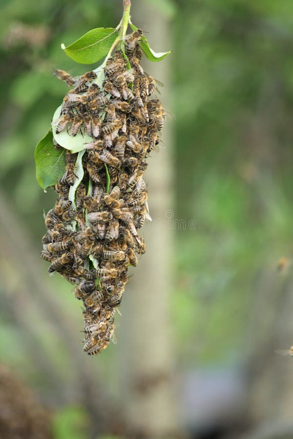 Cluster of bees stock photo. Image of cycle, life, farm - 12881078