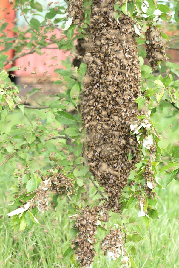 Cluster of bees stock photo. Image of cold, cycle, desert - 12881088
