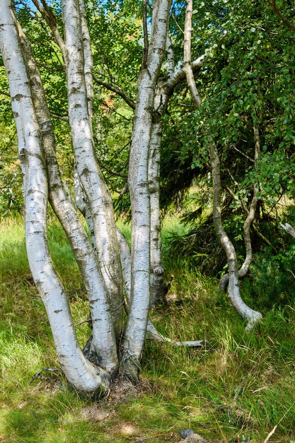 Cluster of Birches stock image. Image of grassland, clearing - 267662401