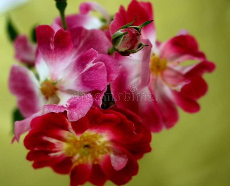Cluster of Blooming Pink Roses Stock Image - Image of roses, blossoms ...