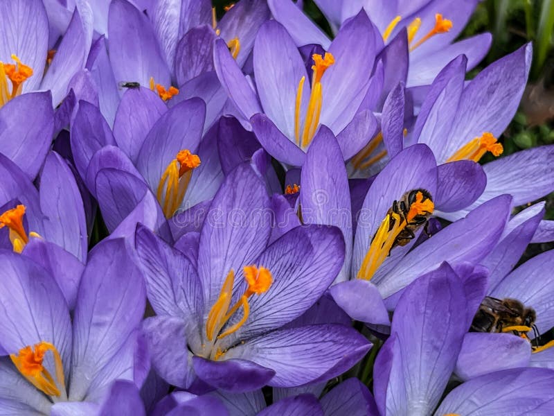 A Cluster of Blooming Purple Crocuses Heralding Spring with Bees Stock ...