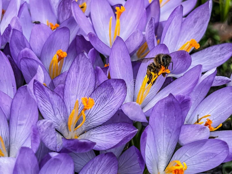 A Cluster of Blooming Purple Crocuses Heralding Spring with Bees Stock ...