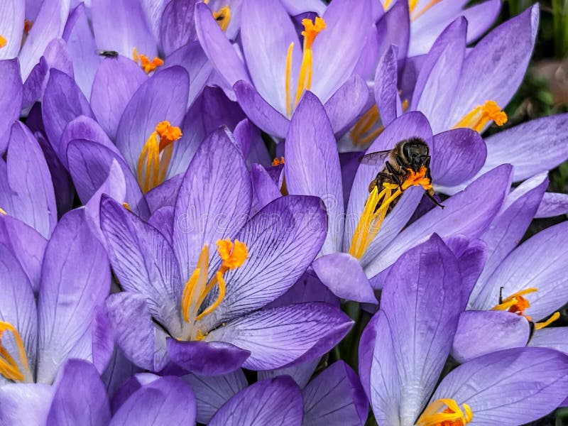 A Cluster of Blooming Purple Crocuses Heralding Spring with Bees Stock ...