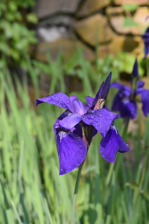 Cluster of Blooming Purple Siberian Iris Flowers Stock Photo - Image of ...