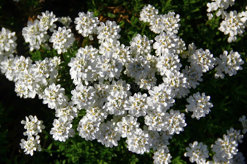 Cluster of Blooming White Candytuft, or Iberis Sempervirens, Flowers in ...