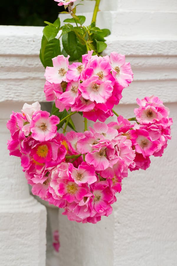 Cluster of the Blossoming Pink Roses Stock Image - Image of design ...