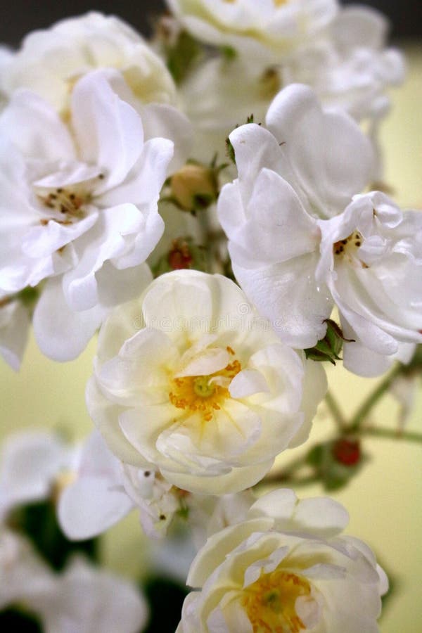 Cluster of Blossoming White Roses Stock Image - Image of blossoming ...