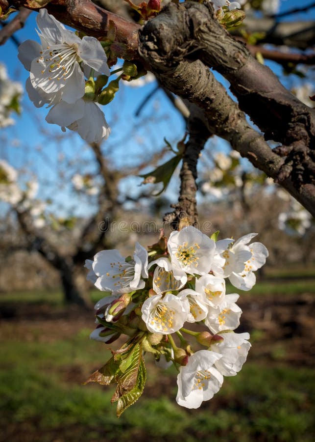 Cluster of Blossoms on the End of a Cherry Tree Limb Stock Photo ...