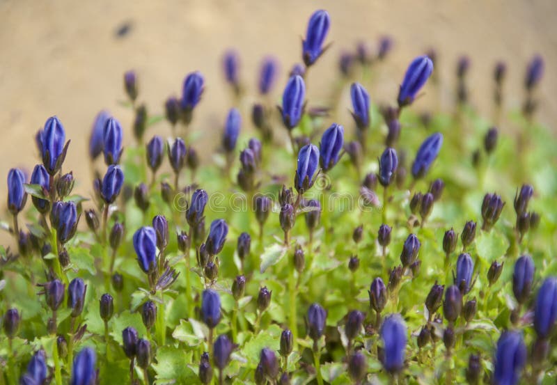 Cluster of blue gentian stock photo. Image of detail - 103340170