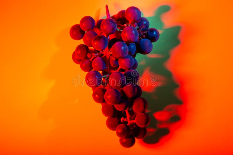 Cluster of Blue Grape in Orange Neon Light. Food Background. Top View ...