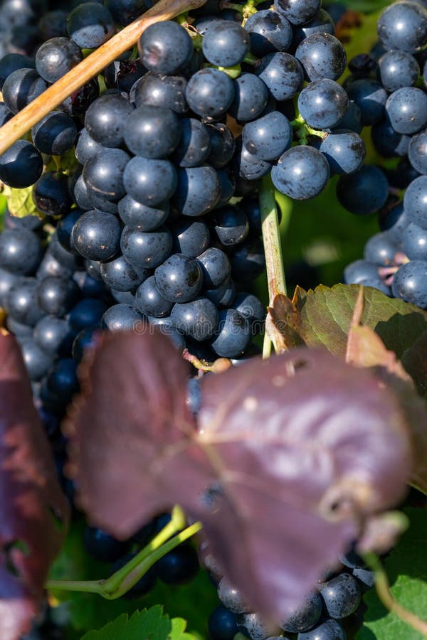 Cluster of Blue Grape and Purple Leaf on a Bush Stock Image - Image of ...