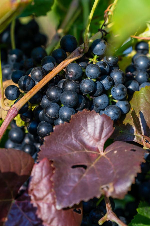 Cluster of Blue Grape and Purple Leaf on a Bush Stock Image - Image of ...