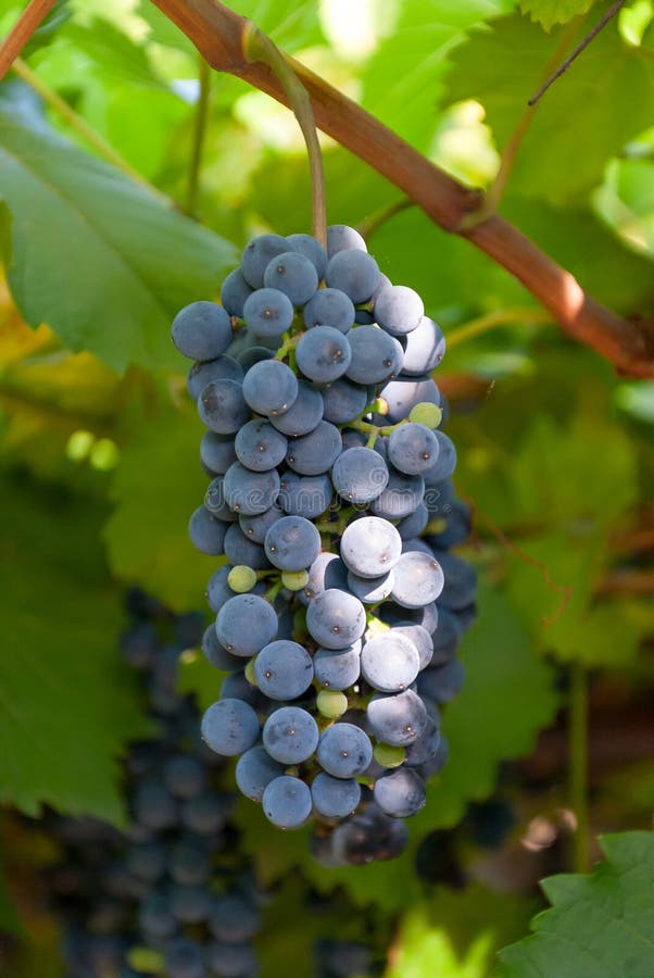 Cluster blue grapes stock photo. Image of farming, gardening - 26216054