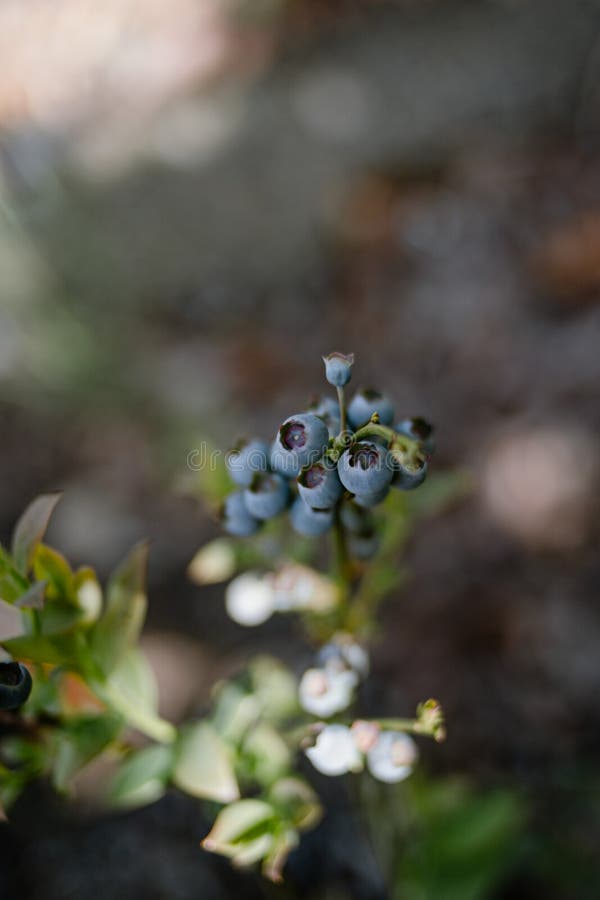 Cluster of Blueberries Growing on the Bush Stock Photo - Image of ...