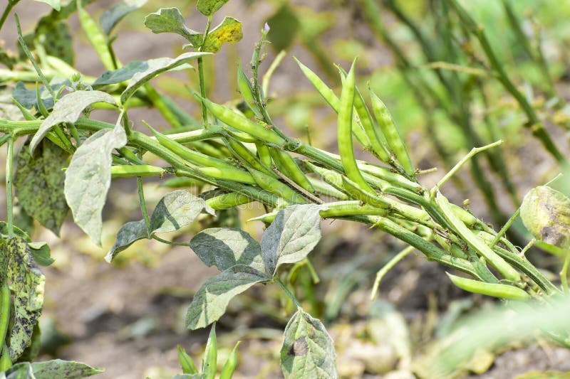 Cluster-Bohnen Oder Gawar-Phaligui-Pflanze Im Feld Cyamopsis ...