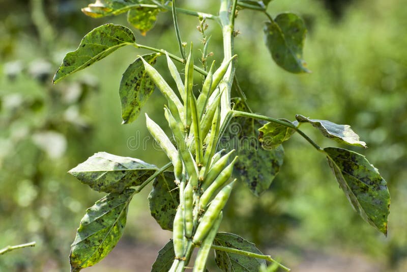 Cluster-Bohnen Oder Gawar-Phaligui-Pflanze Im Feld Cyamopsis ...