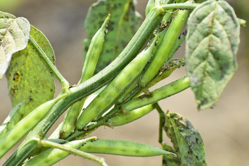 Cluster-Bohnen Oder Gawar-Phaligui-Pflanze Im Feld Cyamopsis ...
