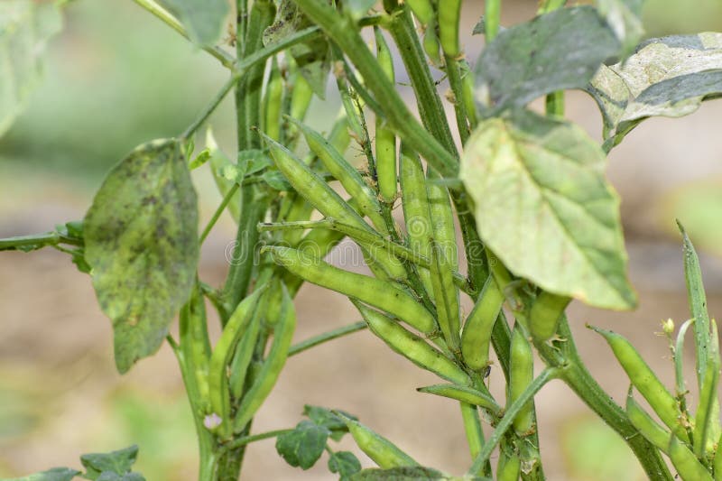 Cluster-Bohnen Oder Gawar-Phaligui-Pflanze Im Feld Cyamopsis ...