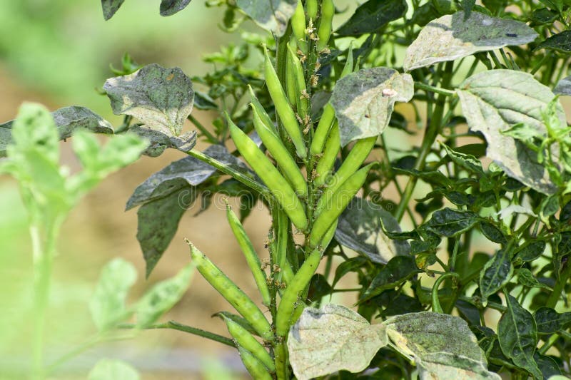 Cluster-Bohnen Oder Gawar-Phaligui-Pflanze Im Feld Cyamopsis ...