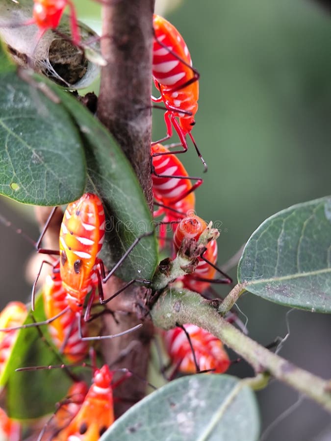 Cluster of Brightly Colored Red and White Nymphs, Likely Cotton ...