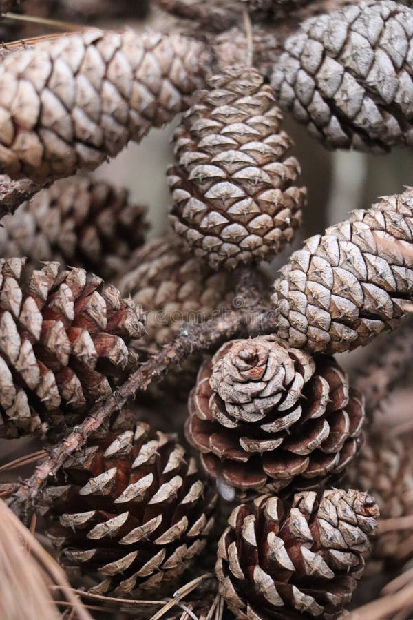 Cluster of Brown Pine Cones on Tree Stock Image - Image of produce ...