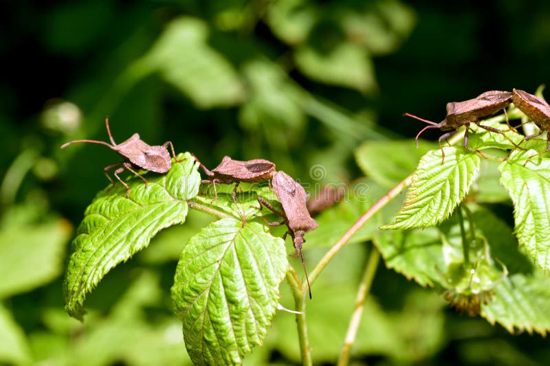 Marginate Family Stock Photos - Free & Royalty-Free Stock Photos from ...