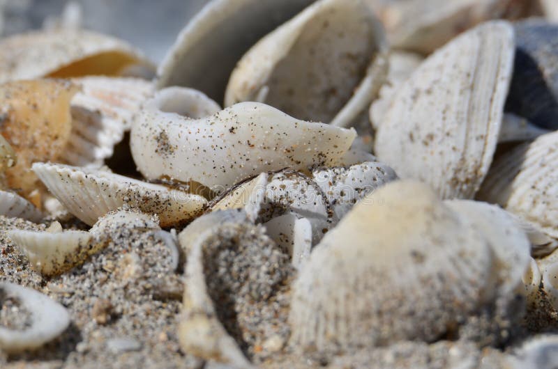 Cluster of Seashells on the Beach Stock Photo - Image of beige, color ...