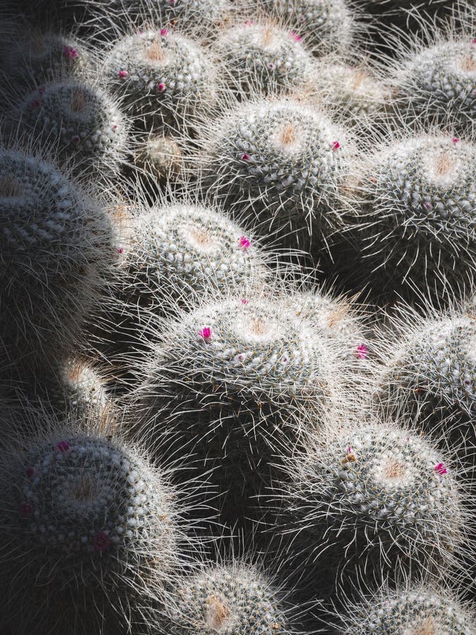 A Cluster of Cacti Catching the Midday Sun Stock Photo - Image of ...