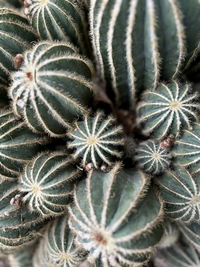 A Cluster of Cacti, Their Ribbed, Rounded Forms Stock Photo - Image of ...