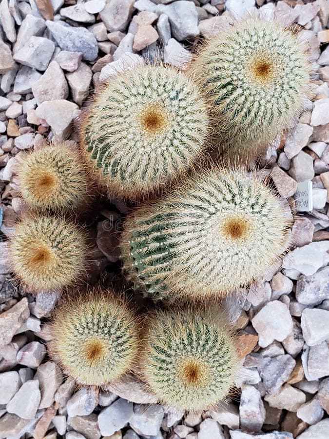 A cluster of cactus stock photo. Image of shadow, staunch - 27436760