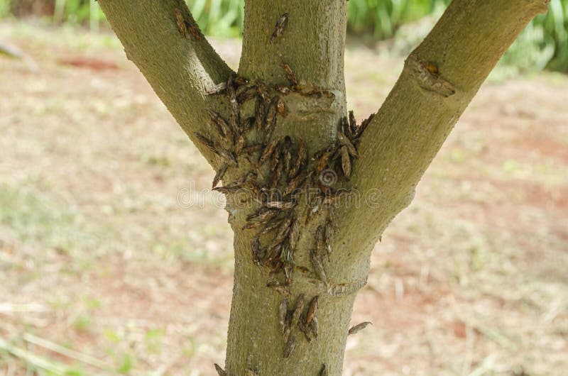 Pupae on Tree Trunk stock photo. Image of pupae, pupal - 197834982
