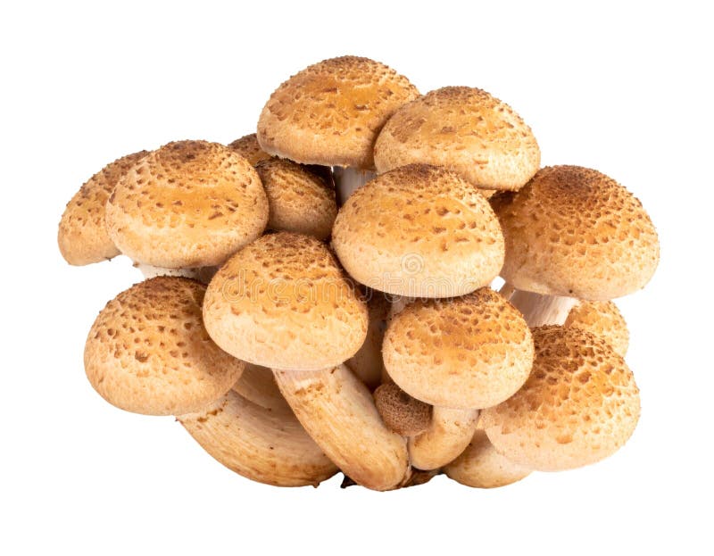 Cluster of Cinnamon Cap Mushrooms Isolated on Transparent Background ...