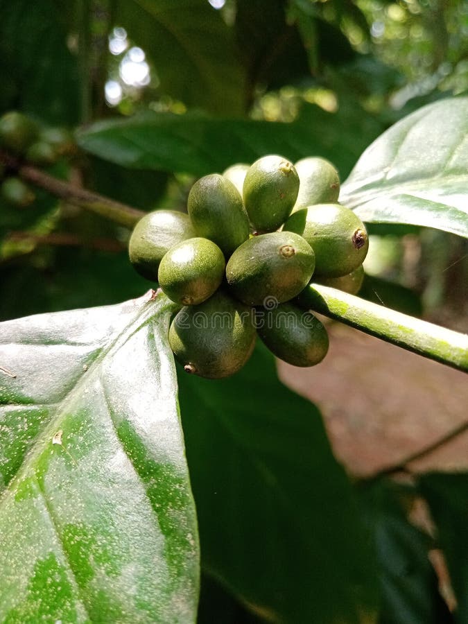 A Cluster of Coffee Beans on the Coffee Tree Stock Image - Image of ...