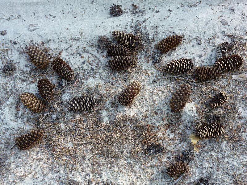 Cluster of Cones in the Sand Stock Photo - Image of forest, leaves ...
