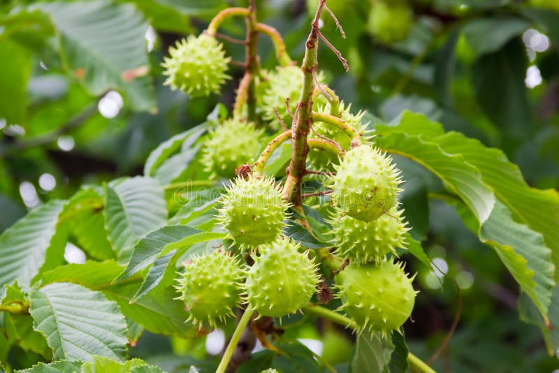 Cluster of Conkers on a Horse Chestnut Tree Stock Photo - Image of ...