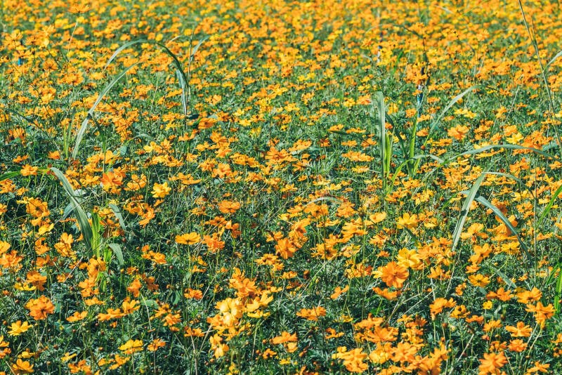 A Cluster of Cosmic Yellow Cosmos Flower Stock Photo - Image of farm ...