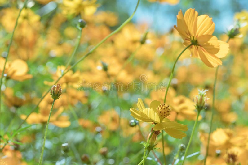 A Cluster of Cosmic Yellow Cosmos Flower Stock Photo - Image of flora ...