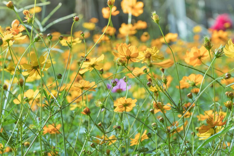 A Cluster of Cosmic Yellow Cosmos Flower Stock Photo - Image of beauty ...
