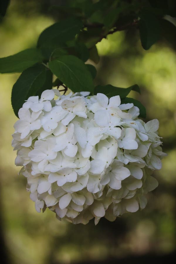 Creamy White Hydrangea Flower Ball Hanging on End of Curving Branch ...