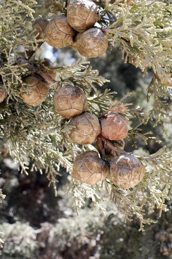 Mediterranean Cypress Cones And Foliage Stock Photo - Image of ...