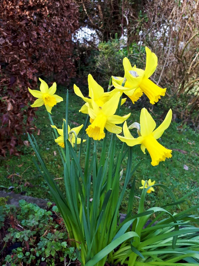 Cluster of Daffodils in Spring Stock Image - Image of bulb, spring ...