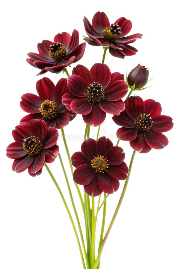 Cluster of Dark Red Chocolate Cosmos Flowers Isolated on PSD Transparent Background 4 Stock ...