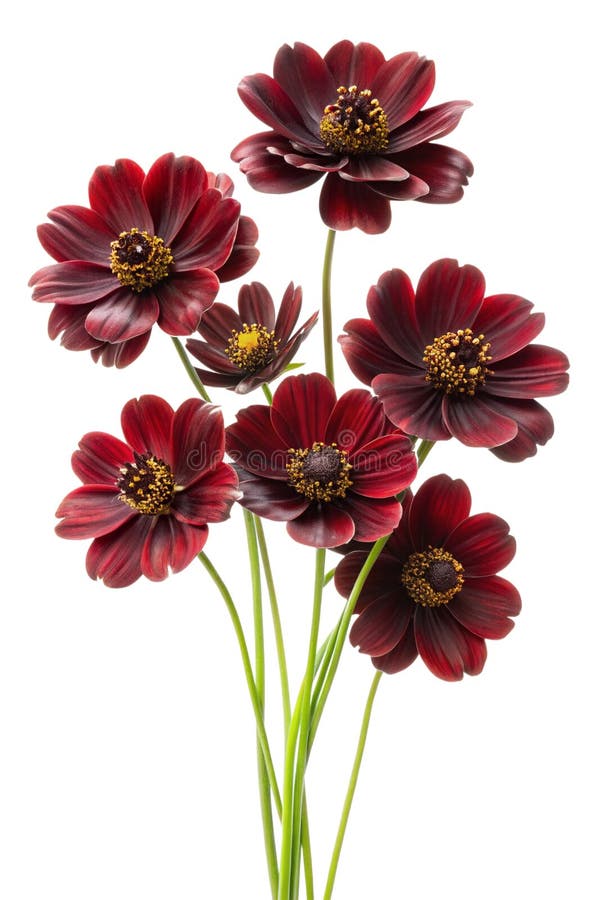 Cluster of Dark Red Chocolate Cosmos Flowers Isolated on PSD Transparent Background 1 Stock ...