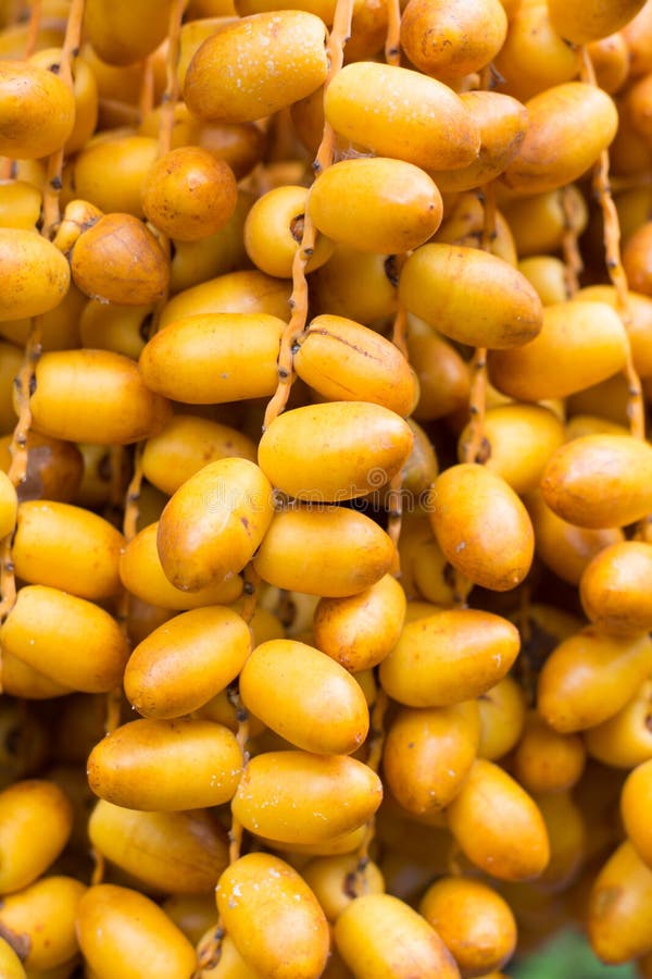 Cluster of dates stock photo. Image of palm, exotic, desert - 98270106
