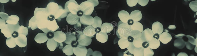 Cluster of Delicate Forget-me-nots with Halftone Texture on a Grunge ...